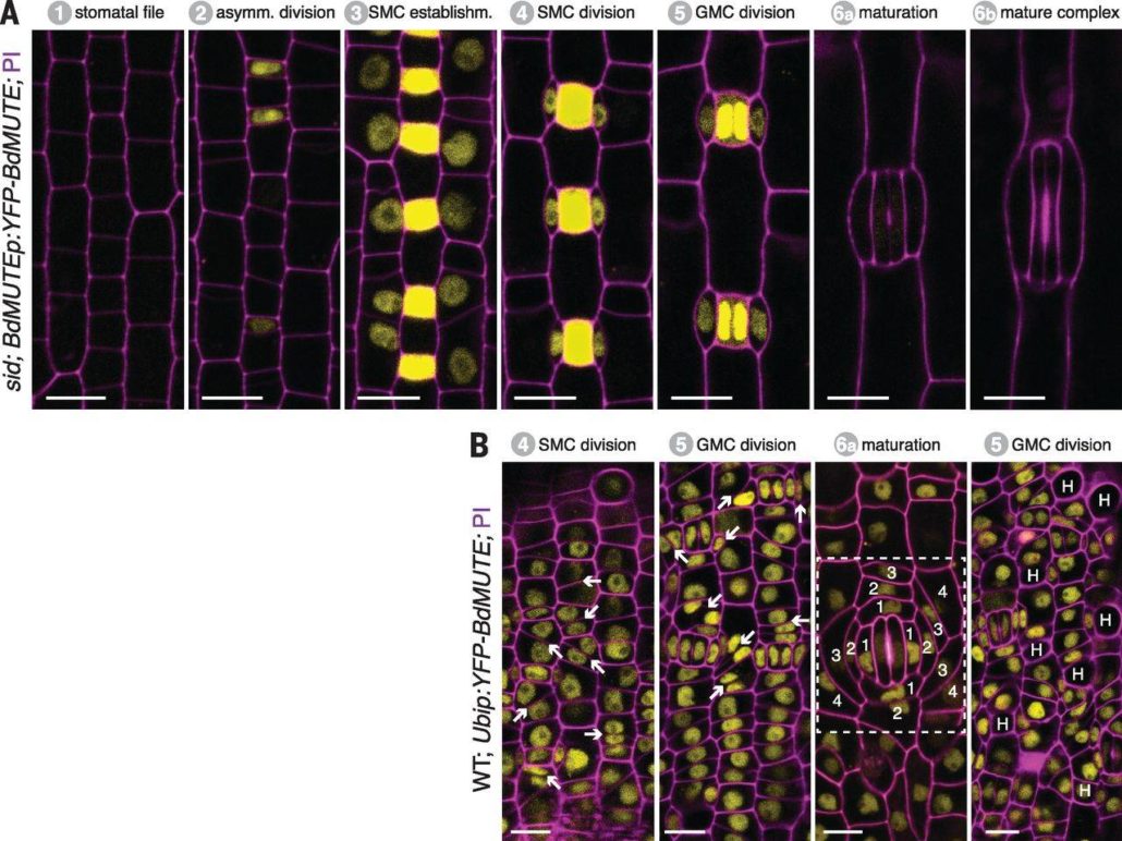 Mobile MUTE specifies subsidiary cells to build physiologically ...