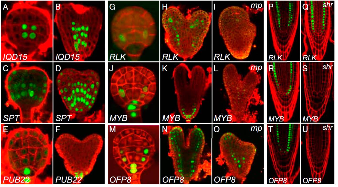Cell-autonomously controlled ground tissue initiation by auxin in early Arabidopsis embryo ...