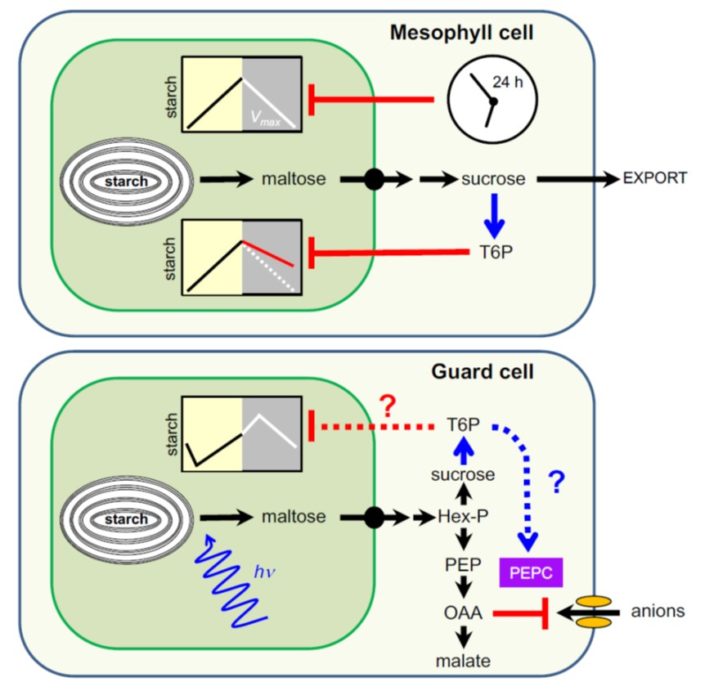 Update: Transitory starch metabolism in guard cells: unique features ...
