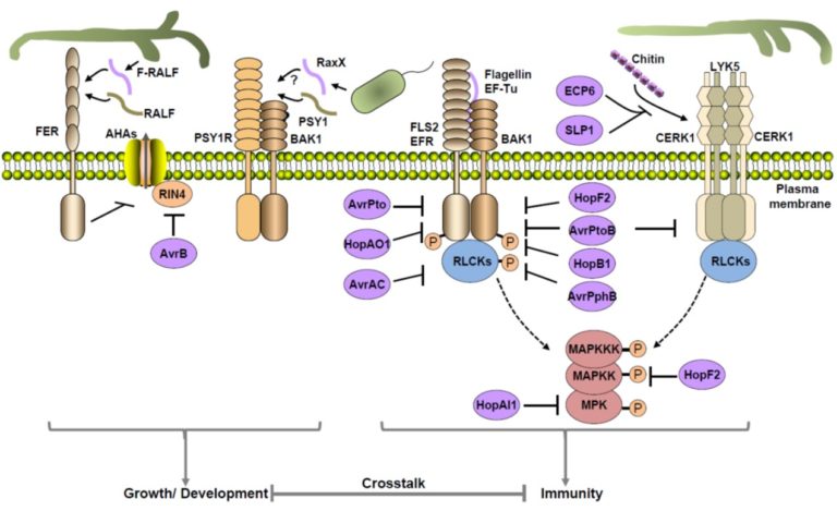 Review: Receptor kinases in plant pathogen interactions: More than ...