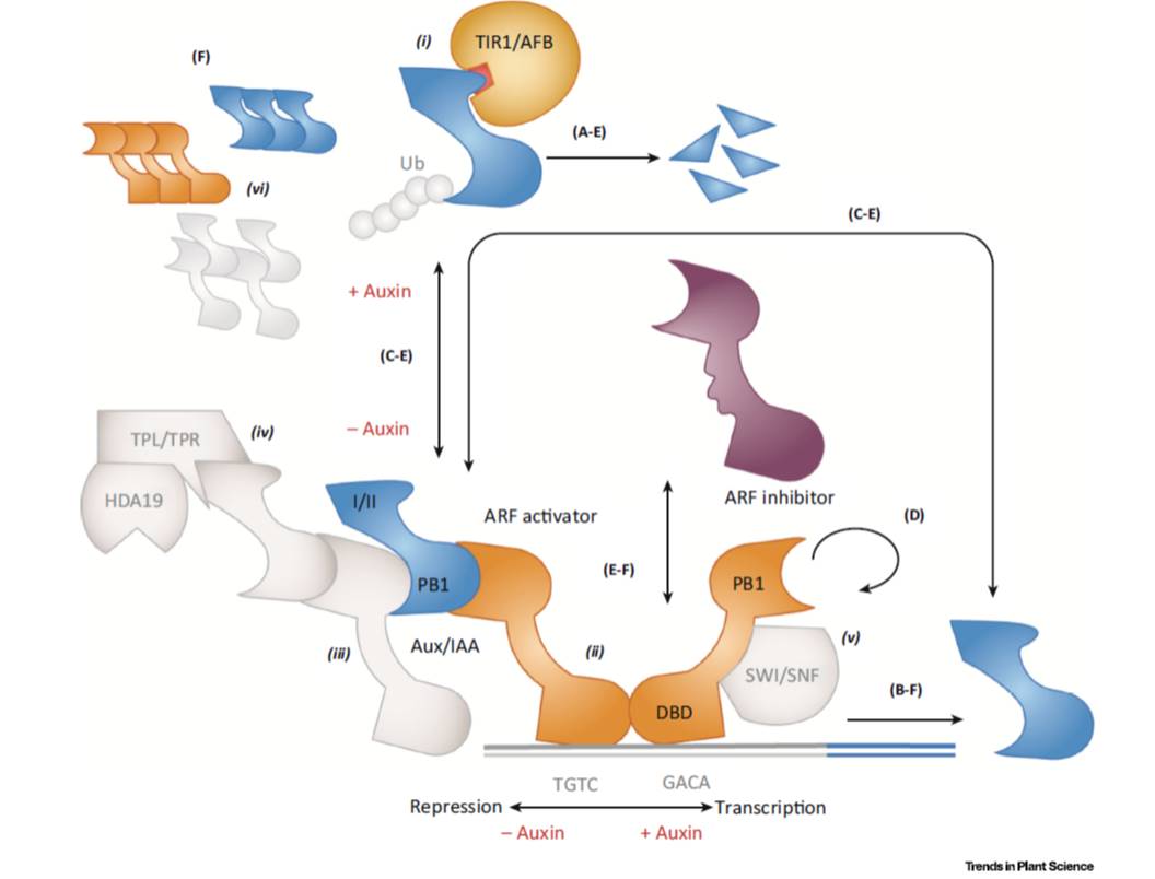 Review: The systems biology of auxin in developing embryos ($) | Plantae