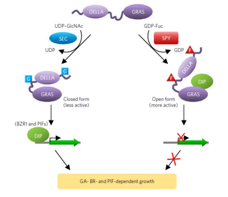 Arabidopsis O-fucosyltransferase SPINDLY activates growth repressor ...