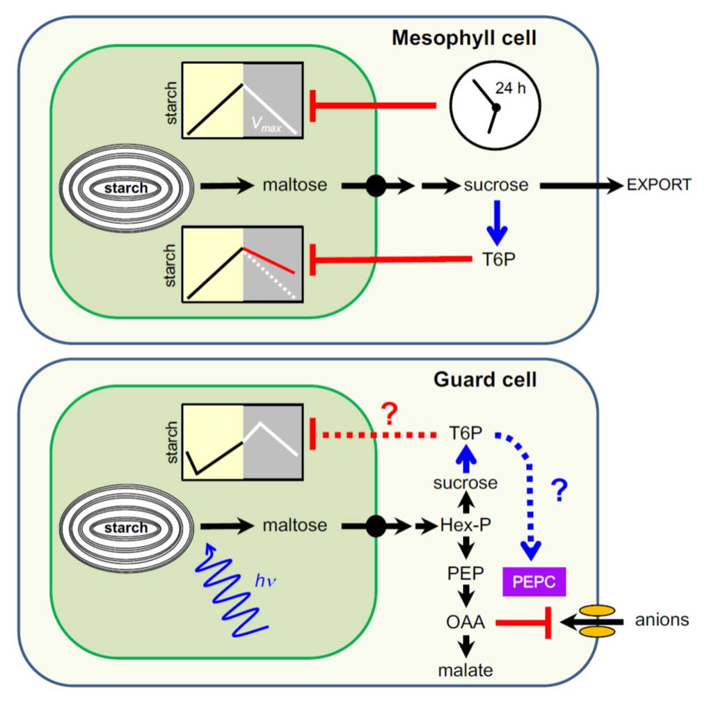Update: Transitory starch metabolism in guard cells: unique features ...