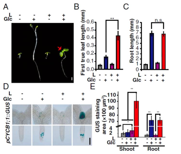 Differential TOR activation and cell proliferation in Arabidopsis root ...