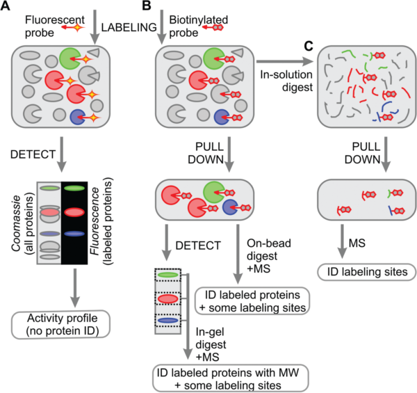 Review The Increasing Impact Of Activity Based Protein Profiling In