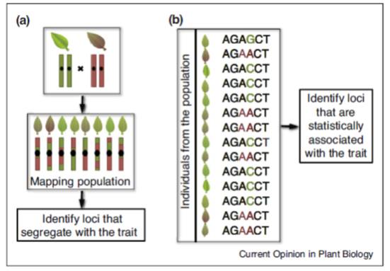 Review: The genomic basis of adaptation in plants ($) | Plantae