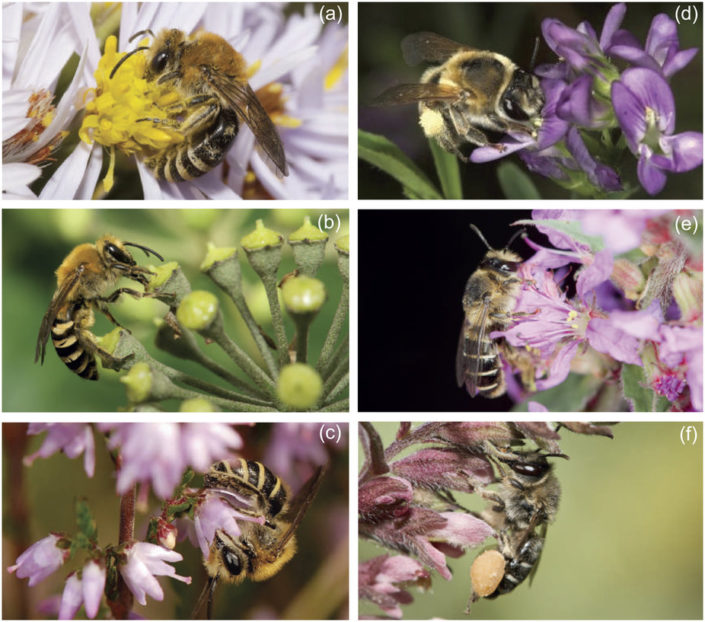 The importance of pollen chemistry in evolutionary host shifts of bees ...