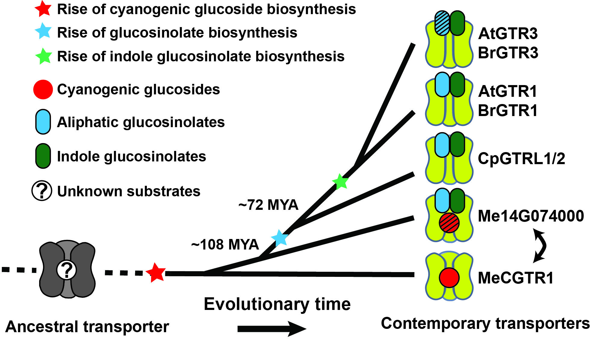 Origin and evolution of transporter substrate specificity within the ...