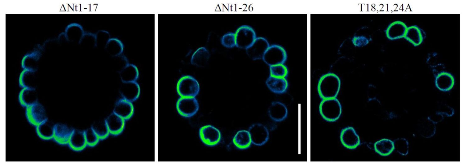 Threonine Phosphorylation Regulates Polar Localization of the Boric ...