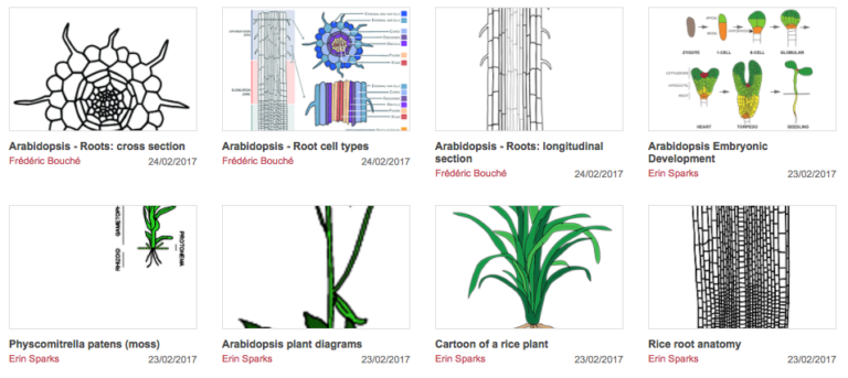 A community repository of plant illustrations | Plantae