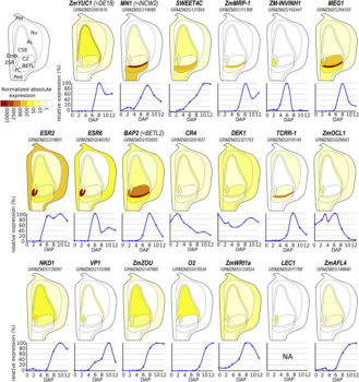 Review: Signaling in early maize kernel development | Plantae
