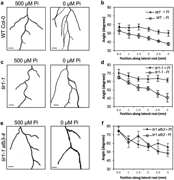 Regulation of gravitropic set point angle | Plantae