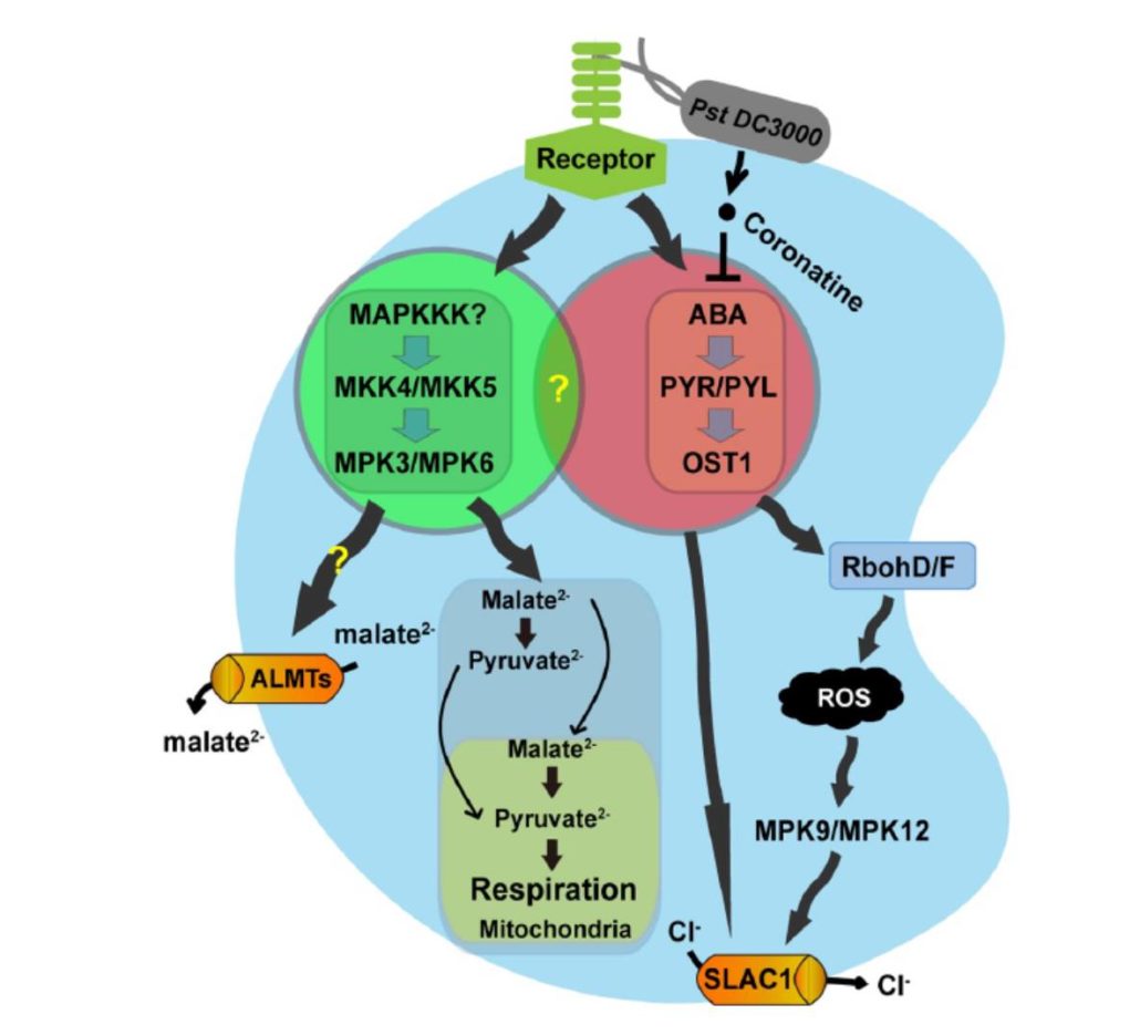 Stomatal immunity: Roles of MAP kinases and cytokinin | Plantae