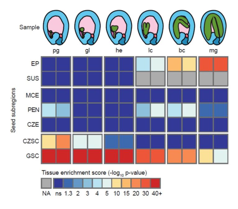 Commentary: Widespread contamination of Arabidopsis embryo and ...