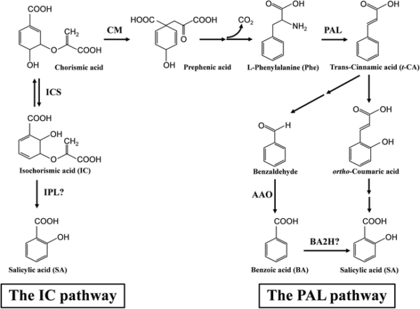 Review: How multifaceted salicylic acid combats disease in plants and ...