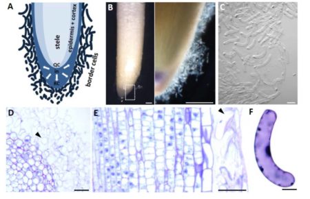 Pea border cell maturation and release involve complex cell wall ...