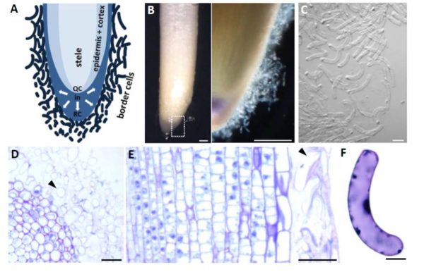 Pea border cell maturation and release involve complex cell wall ...