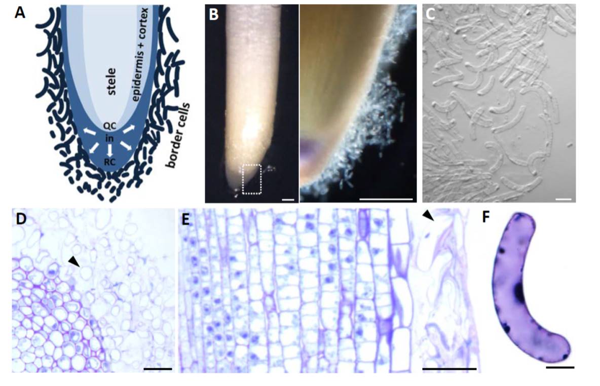 Pea border cell maturation and release involve complex cell wall ...