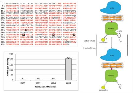 Cell-free membrane protein expression system enables functional ...