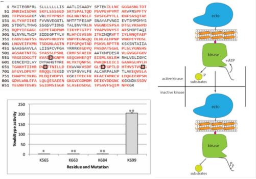 Cell-free membrane protein expression system enables functional ...