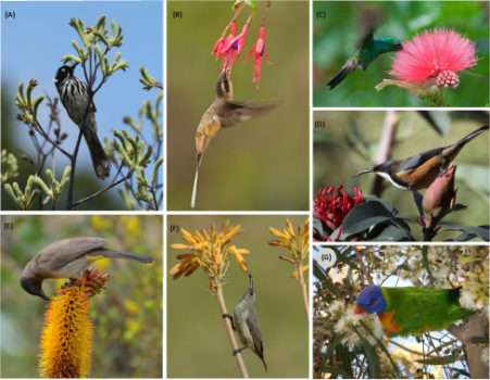 Review: Novel consequences of bird pollination on plant mating | Plantae