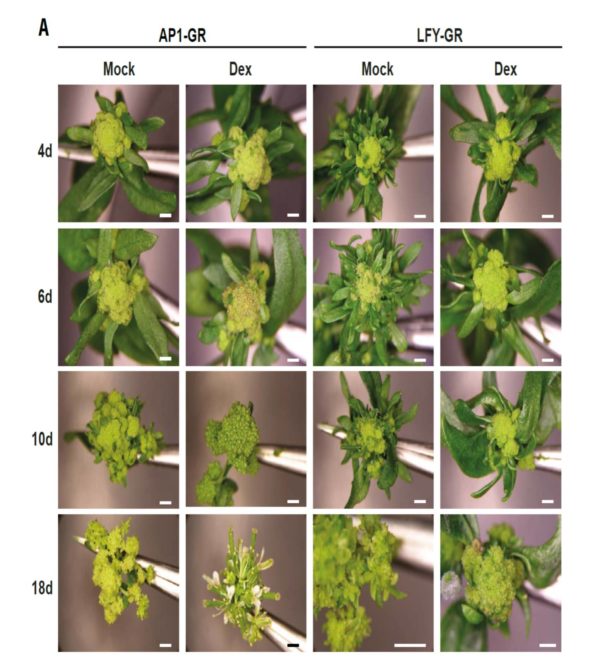Transcription factor interplay between LEAFY and APETALA1/ CAULIFLOWER ... Transcription factor interplay between LEAFY and APETALA1/ CAULIFLOWER ...