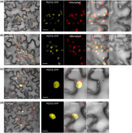 LOCALIZER: Subcellular localization prediction of both plant and ...
