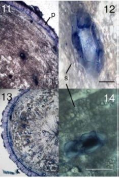 Thapisgargin Formation in Thapsia | Plantae