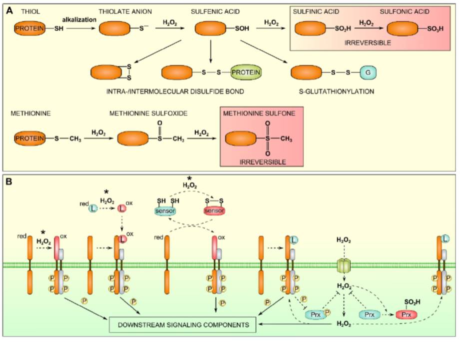 Review: Bound by fate: Reactive oxygen species in receptor-like kinase ...
