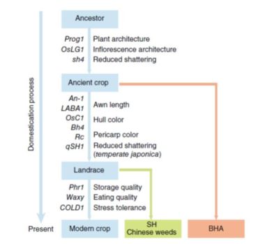 Signatures of adaptation in the weedy rice genome | Plantae
