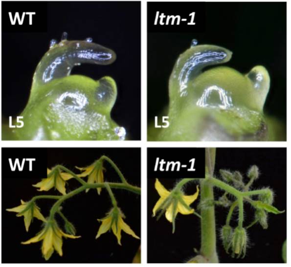 Meristem Doming and the Transition to Reproductive Development in ...