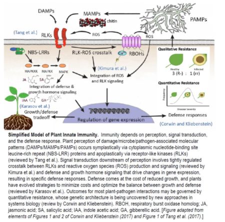 The Plant Cell Reviews Plant Immunity: Receptor-Like Kinases, ROS-RLK ...