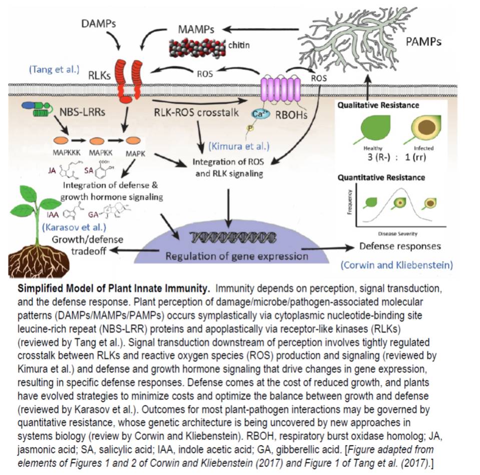 The Plant Cell Reviews Plant Immunity: Receptor-Like Kinases, ROS-RLK Crosstalk, Quantitative ...