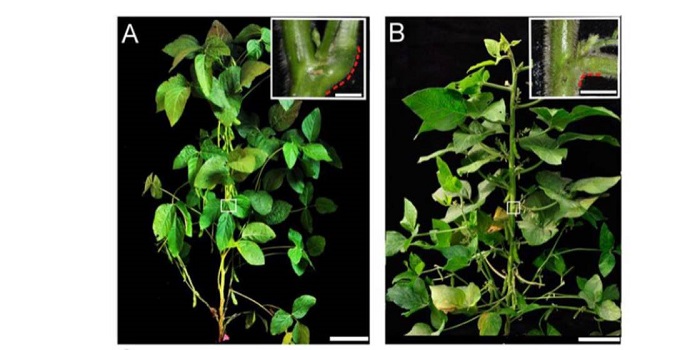 A Controller of Leaf Angle in Soybean | Plantae
