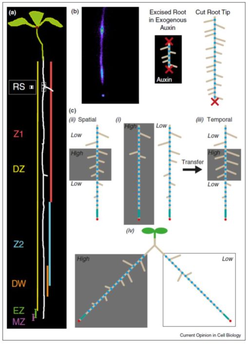 Review: Root branching plasticity: collective decision-making results ...