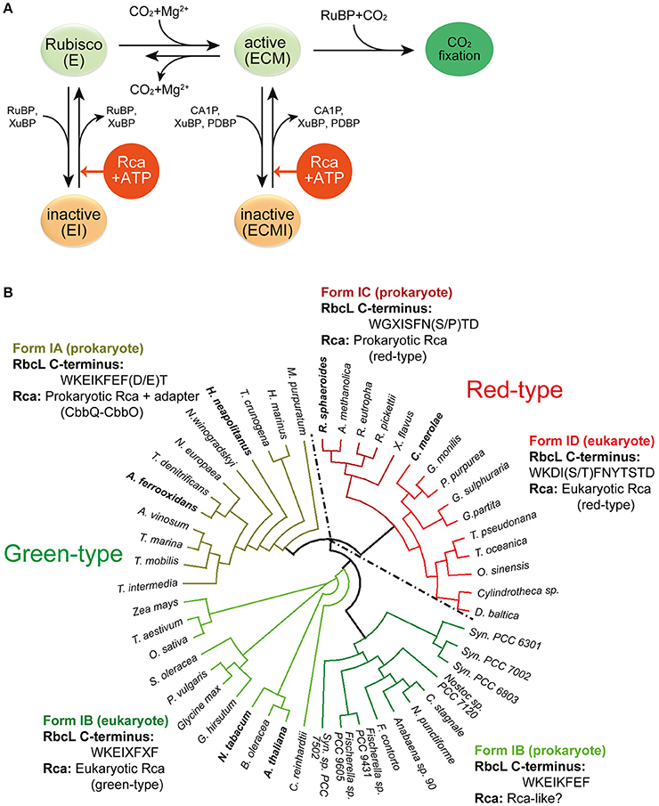 Review: Rubisco activases: AAA+ chaperones adapted to enzyme repair ...