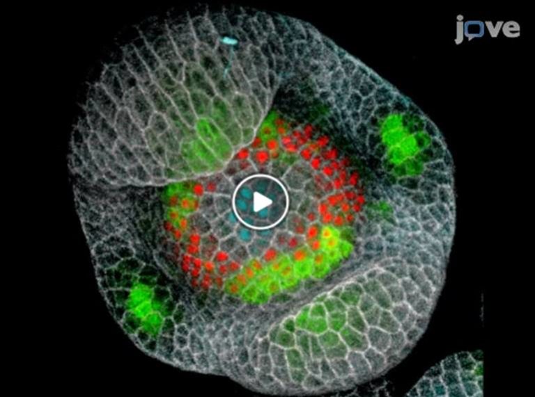Live Confocal Imaging of Developing Arabidopsis Flowers | Plantae