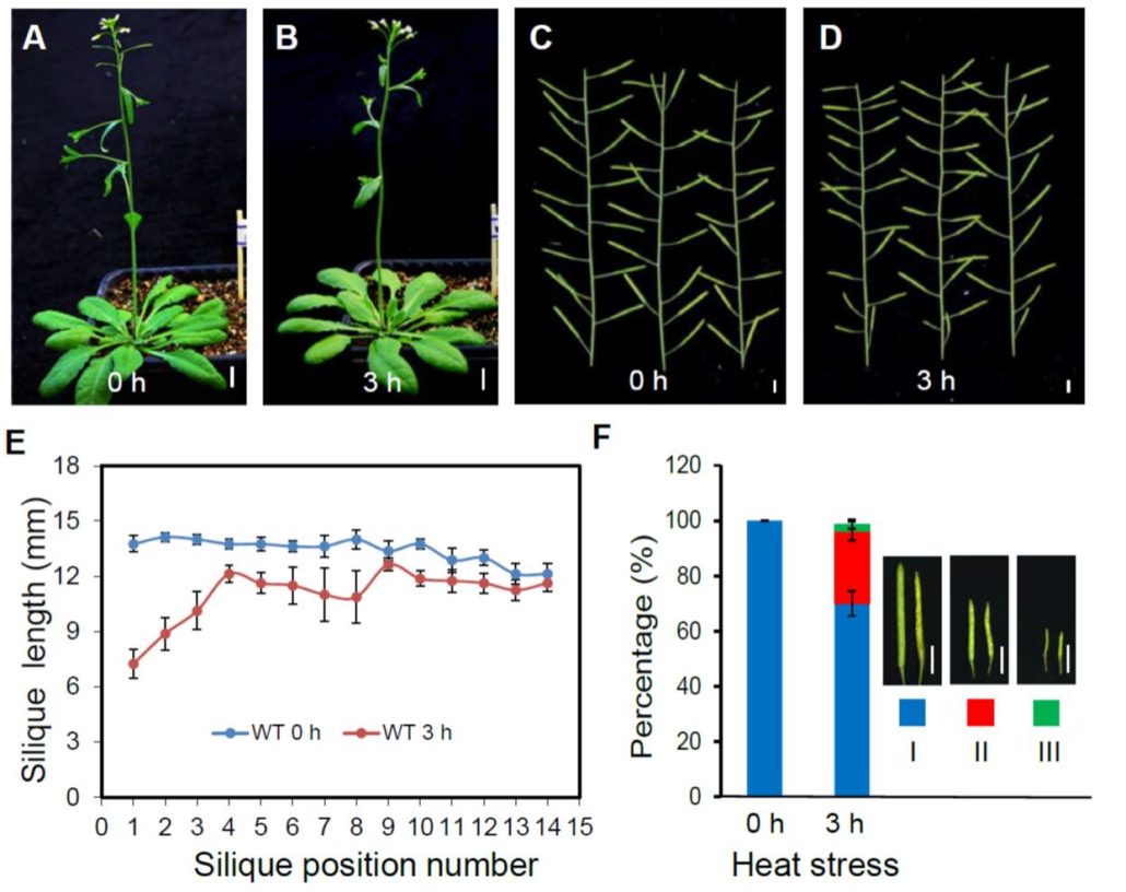 Tissue-specific transcriptomics shows the unfolded protein response’s ...