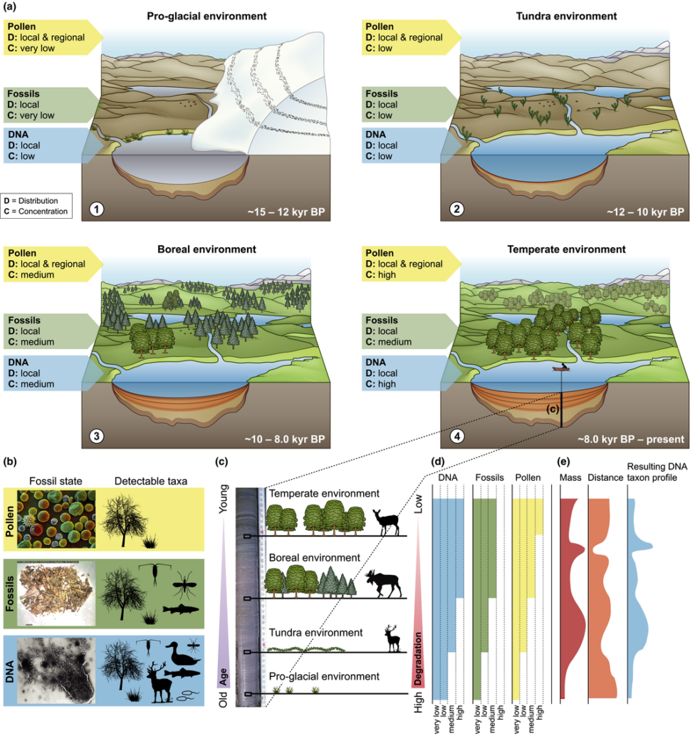Review: Ancient plant DNA in lake sediments | Plantae