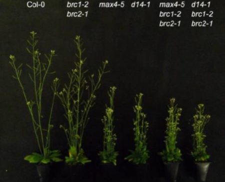 BRC1 expression regulates bud activation potential, but is not ...