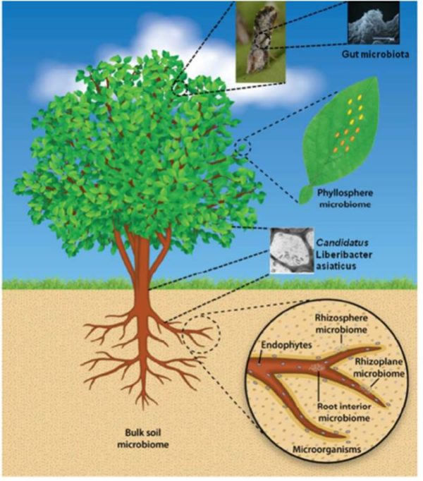 Review: Tale of Huanglongbing disease pyramid in the context of the ...