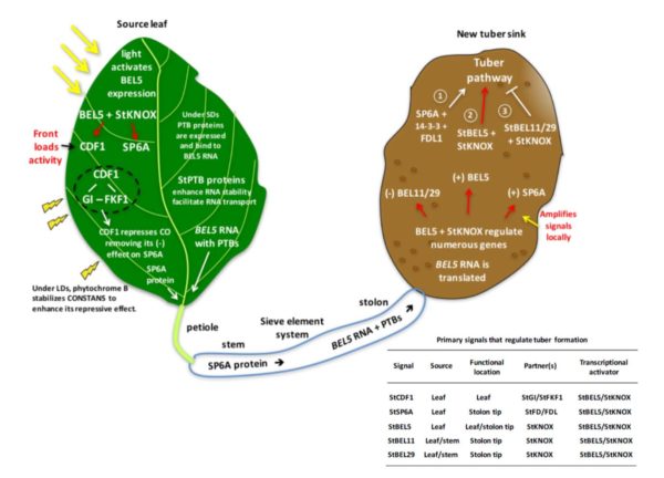 Update: The multiple signals that control tuber formation | Plantae