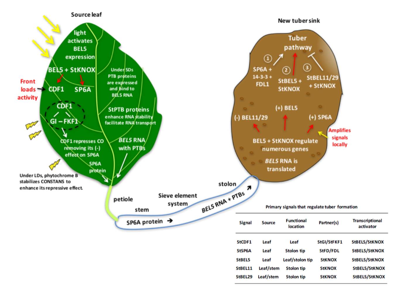 Update: The multiple signals that control tuber formation | Plantae
