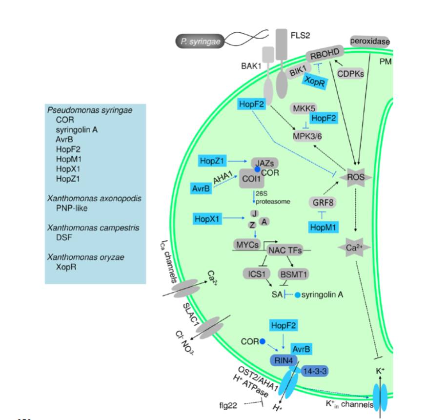Update: Stomatal defense a decade later | Plantae