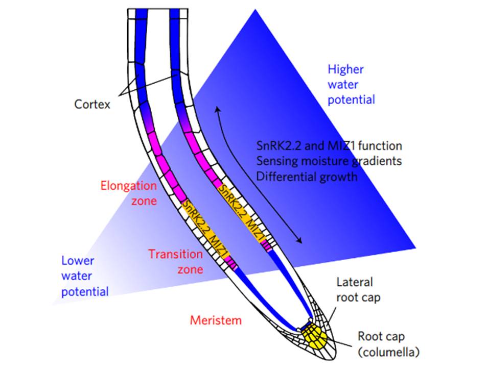 Root hydrotropism is controlled via a cortex-specific growth mechanism ...