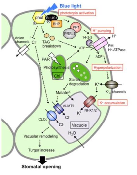 Update: Blue light regulation of stomatal opening and the plasma ...