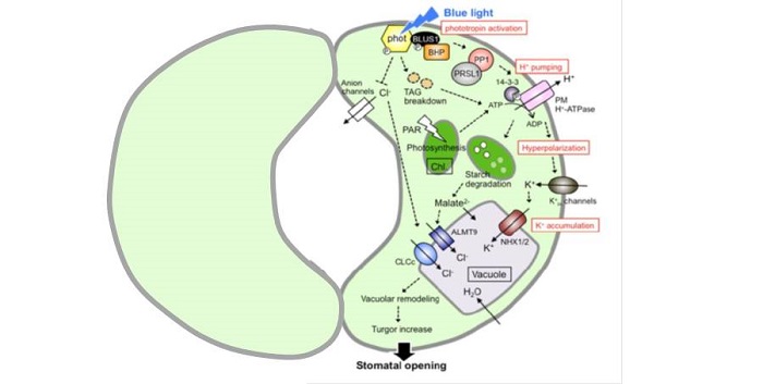 Update: Blue light regulation of stomatal opening and the plasma ...