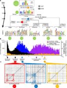 The sunflower genome provides insights into oil metabolism, flowering ...