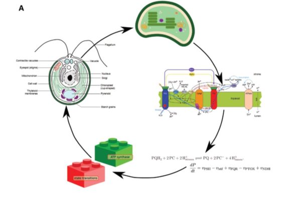 Review: Systems-wide understanding of photosynthetic acclimation in ...