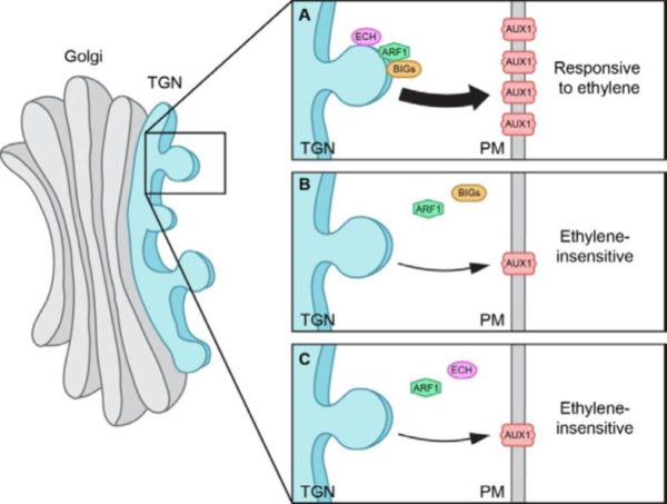 Ethylene regulates differential growth via BIG ARF-GEF-dependent post ...